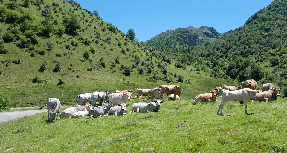 Vaches Bovins Laitières - Photo gratuite sur Pixabay