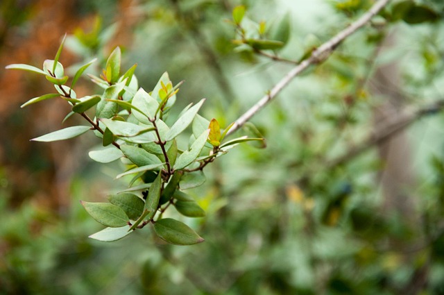 Natureza Folhas De Árvore Folha - Foto gratuita no Pixabay - Pixabay