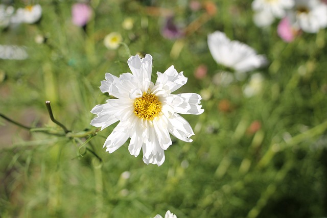 Flor Margarida - Foto gratuita no Pixabay - Pixabay