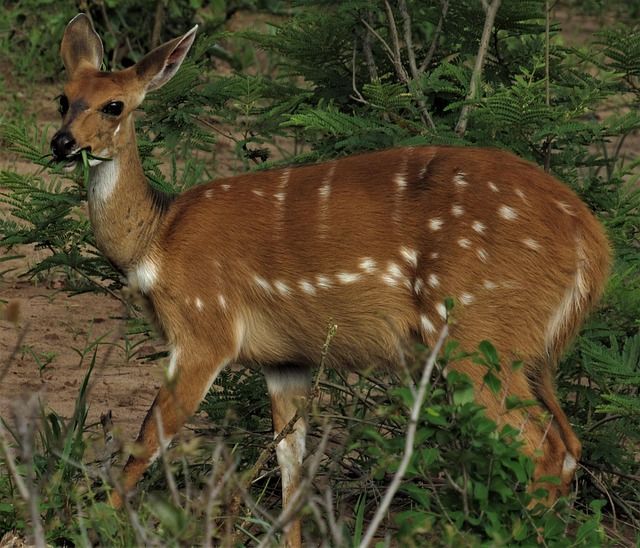 Bushbuck Antelope Wildlife - Free photo on Pixabay - Pixabay