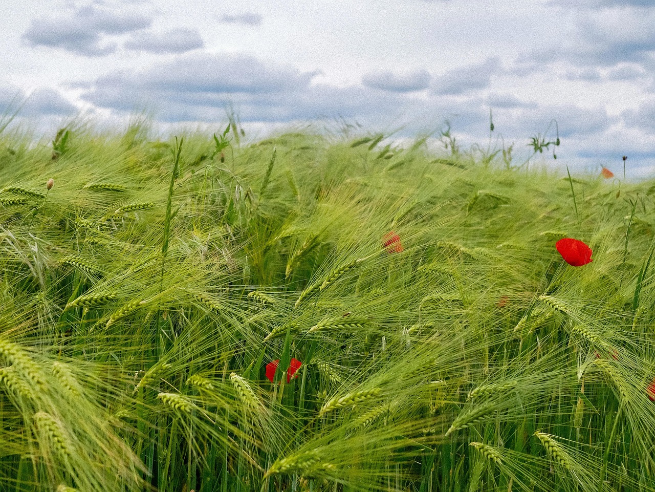 Blumen Pflanzen Feld Gerade - Kostenloses Foto auf Pixabay - Pixabay
