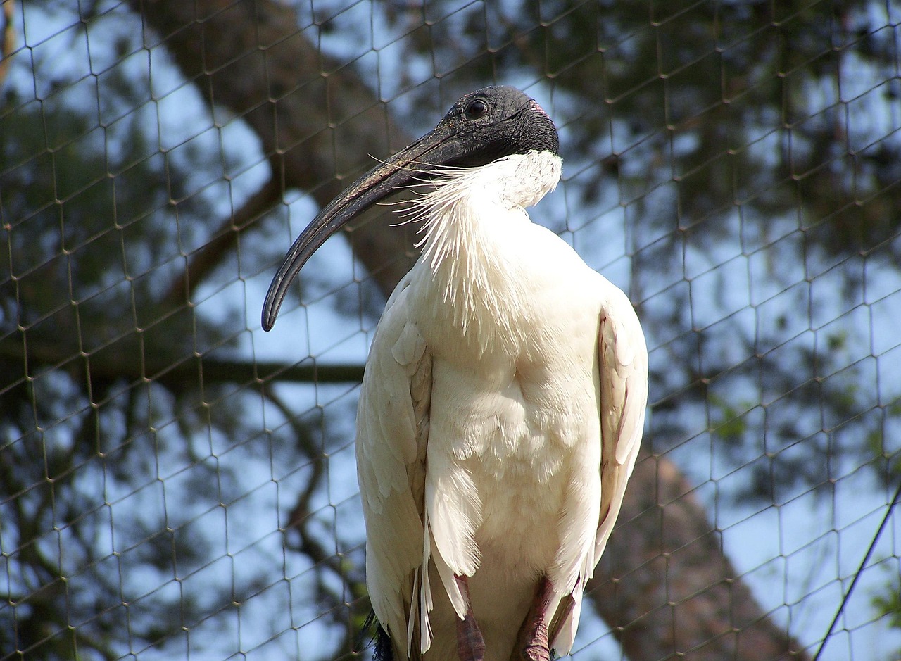 Holy Ibis Threskiornis Aethiopicus - Free photo on Pixabay