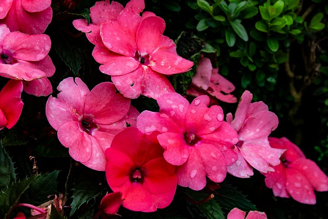 Bunga-Bunga Merah Jambu Bunga - Foto gratis di Pixabay - Pixabay