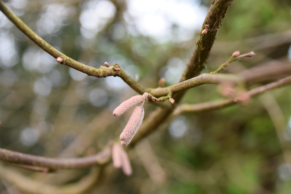 Árbol Floreciente Cogollos - Foto gratis en Pixabay - Pixabay