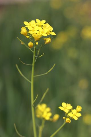 70+ kostenlose Senf Pflanzen und Senf-Bilder - Pixabay