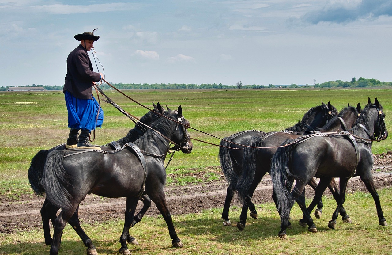 Les Chevaux Équipe Cavalier - Photo gratuite sur Pixabay - Pixabay