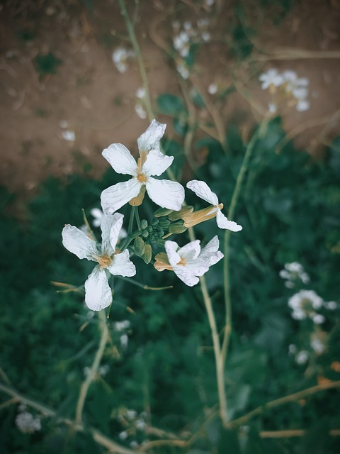 Flores Branco Verde - Foto gratuita no Pixabay - Pixabay