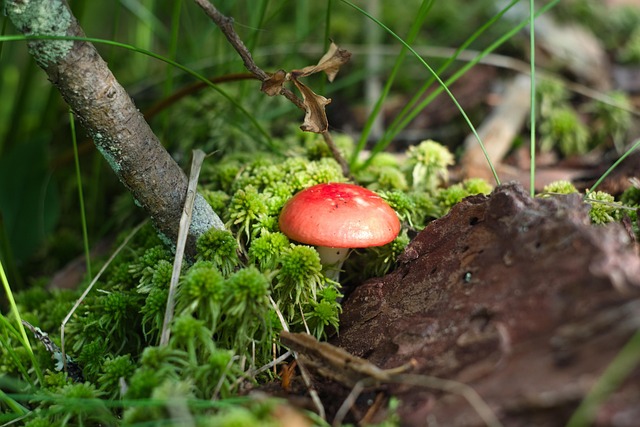 La Nature Champignon Forêt - Photo gratuite sur Pixabay - Pixabay