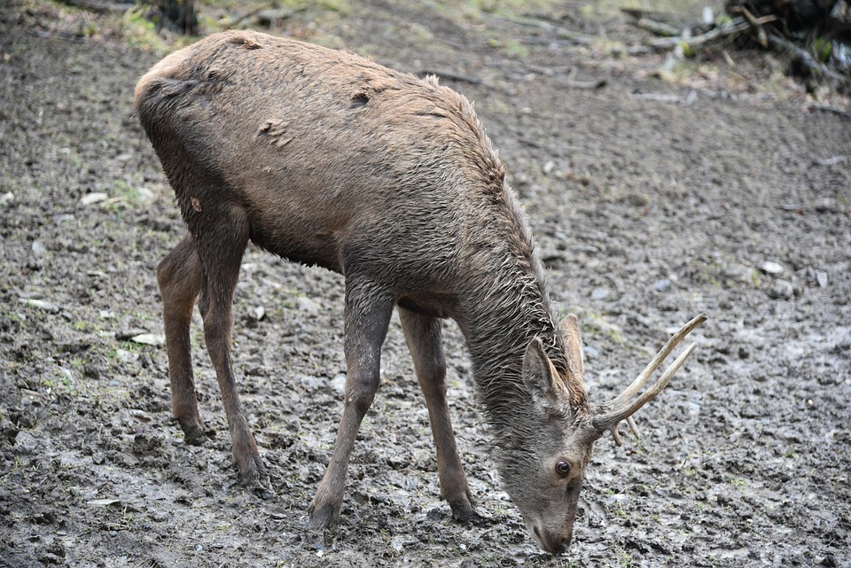 Cerf Réserve Naturelle Zoo La - Photo gratuite sur Pixabay