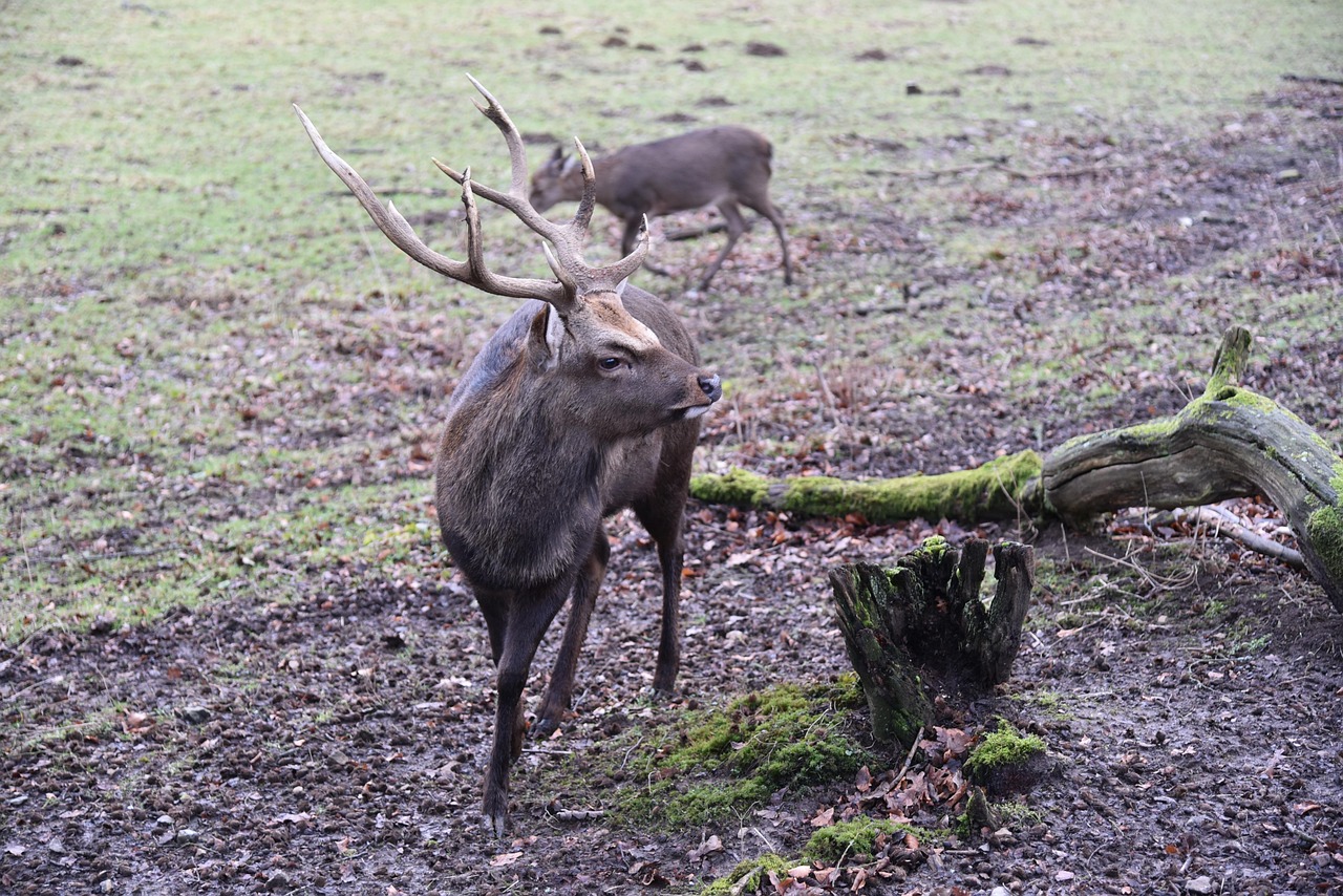 Deer Animal Zoo Sika - Free photo on Pixabay - Pixabay
