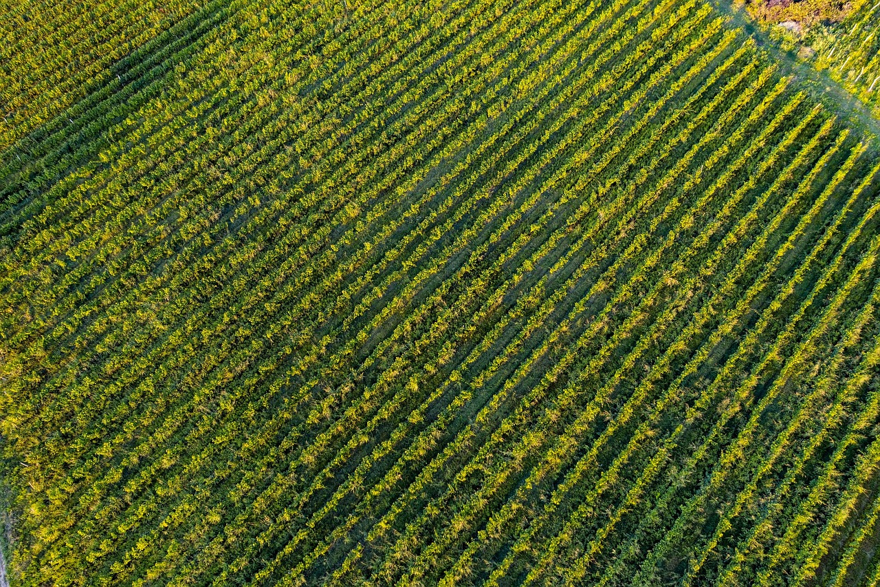Vineyards Plantation Farm - Free photo on Pixabay - Pixabay
