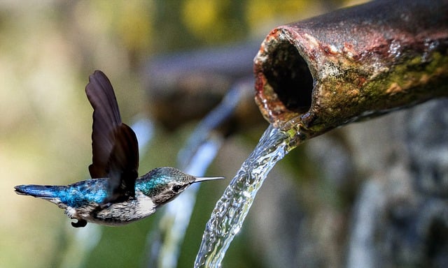 Download Hummingbird Water Bird Royalty-Free Stock Illustration Image ...