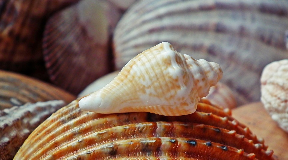 Muscheln Strand Meer - Kostenloses Foto auf Pixabay - Pixabay