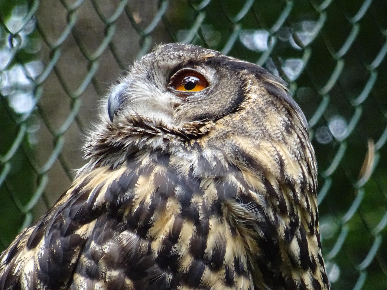 Owl Zoo
