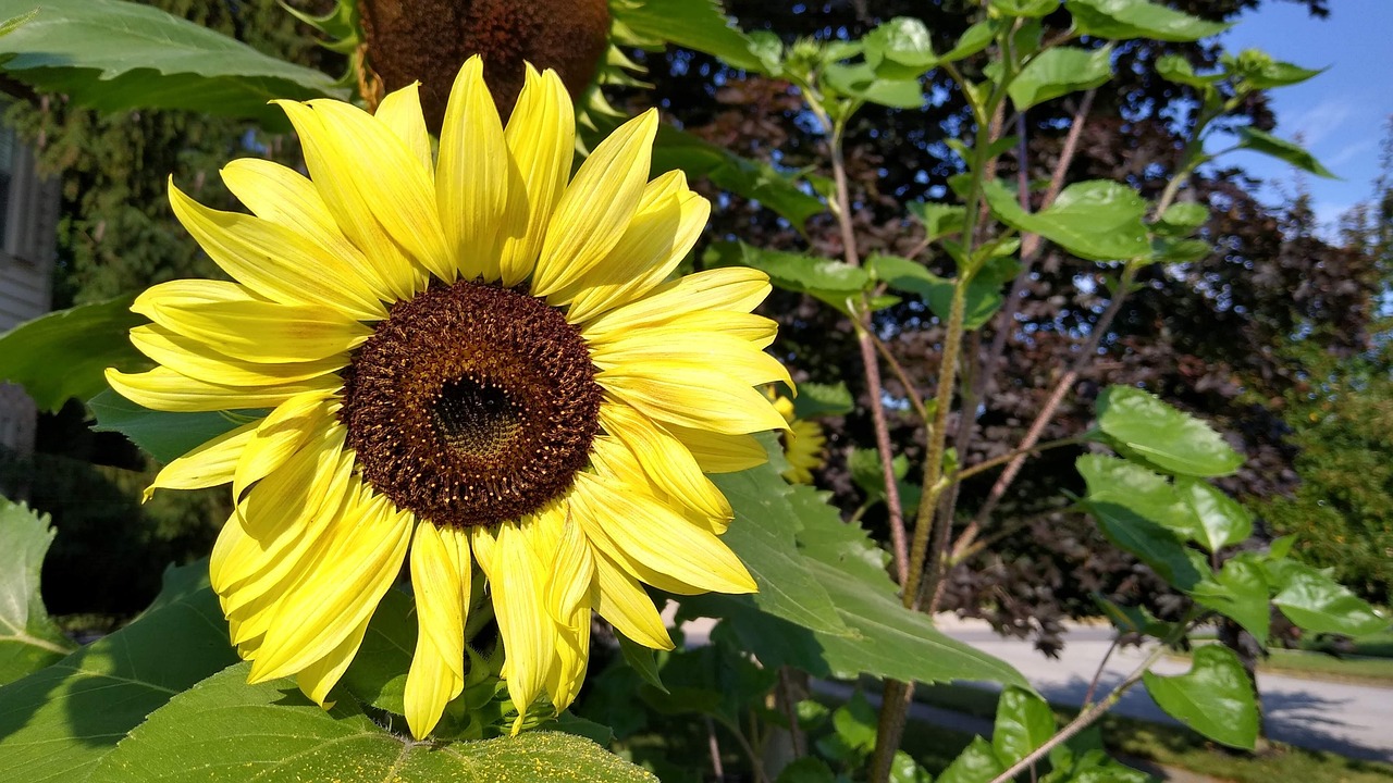 Sunflower Nature Flower - Free photo on Pixabay - Pixabay