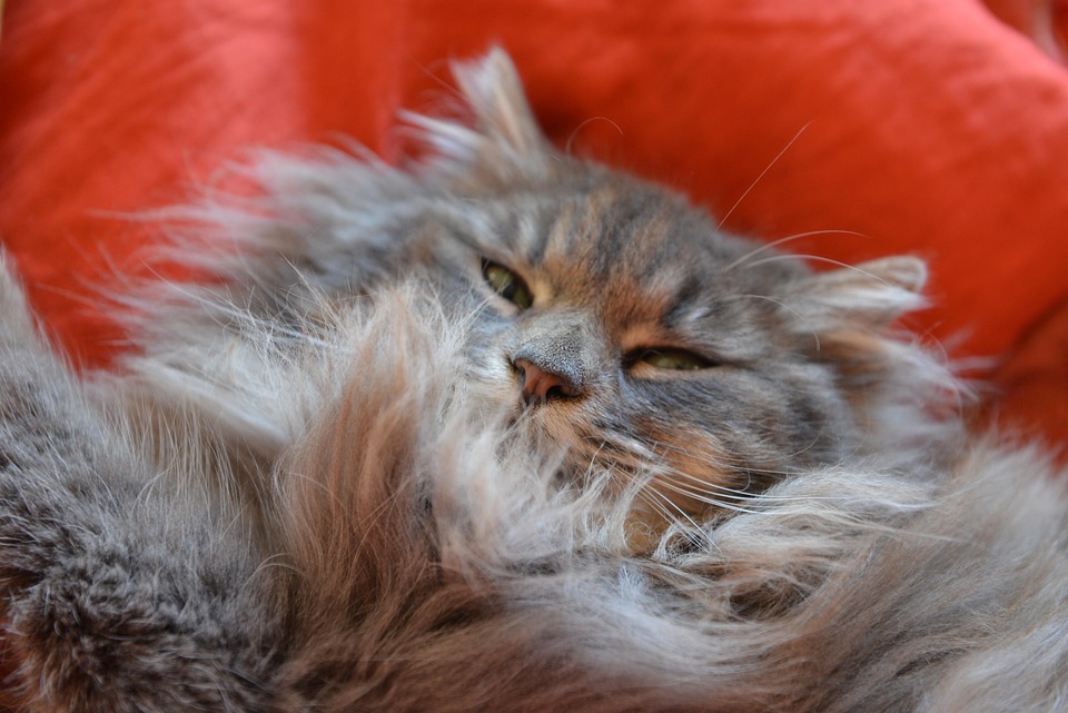 Cat Feline Portrait - Free photo on Pixabay - Pixabay