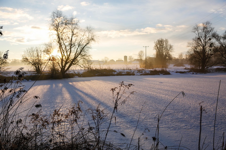 Winter Sunlight Trees - Free photo on Pixabay - Pixabay