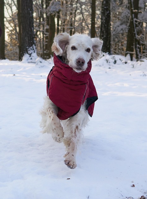 Setter Anglais Chien - Photo gratuite sur Pixabay - Pixabay