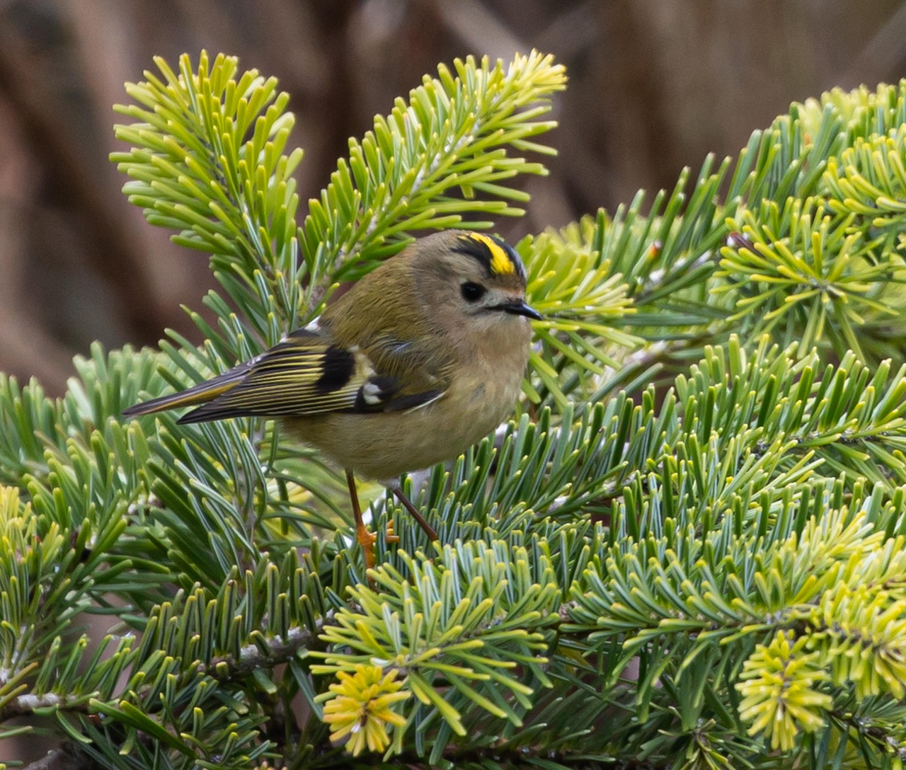 Goldcrest Regulus Bird - Free photo on Pixabay - Pixabay