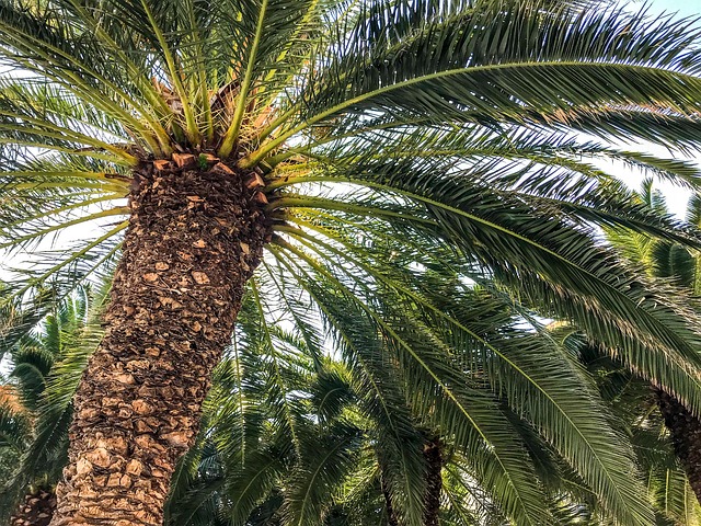 Tree Palm - Free photo on Pixabay - Pixabay