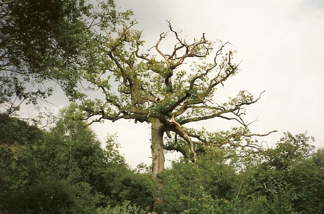 Arbre Chêne La Nature - Photo gratuite sur Pixabay - Pixabay
