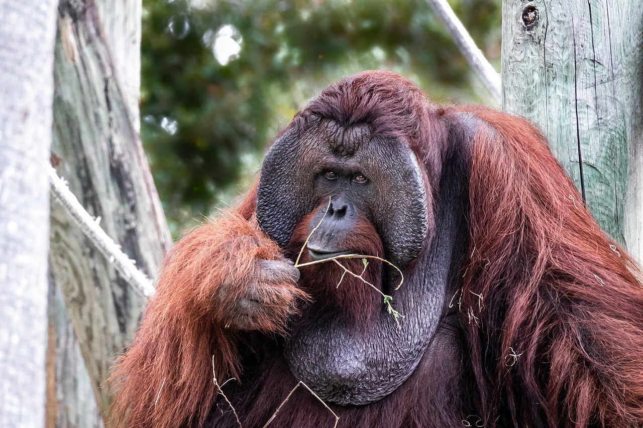 Orang-Outan Primate Singe - Photo gratuite sur Pixabay - Pixabay
