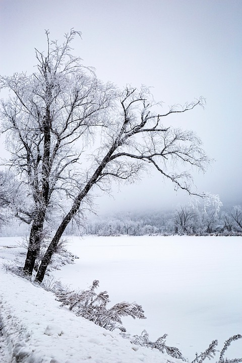 Winter Baum Eisig - Kostenloses Foto auf Pixabay - Pixabay