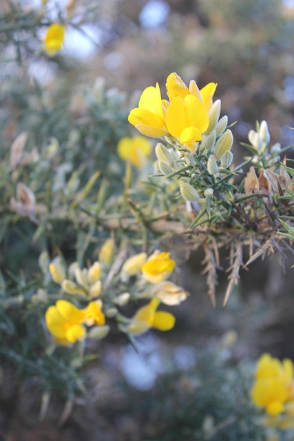 Toxo Flower Galicia - Free photo on Pixabay - Pixabay