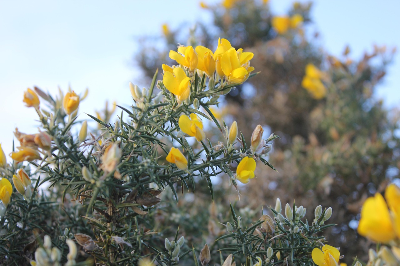 Toxo Flower Galicia - Free photo on Pixabay - Pixabay