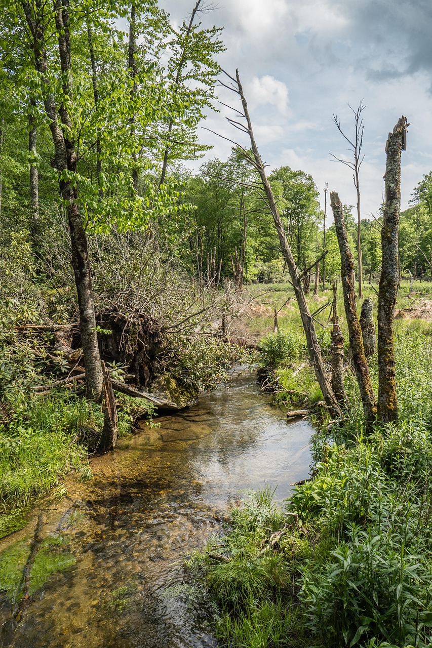 Forest Outdoors Nature - Free photo on Pixabay - Pixabay