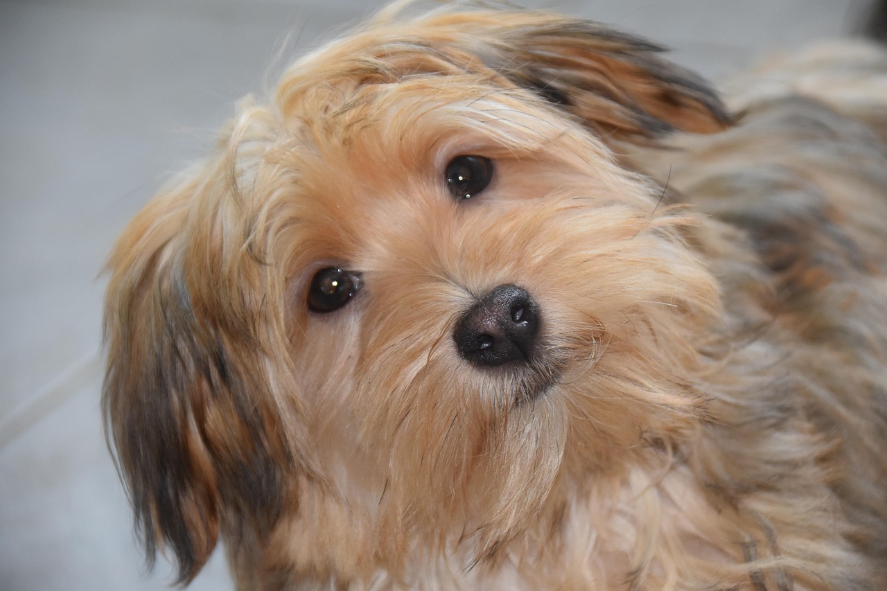 Portrait De Chien Bichon Havanais - Photo gratuite sur Pixabay - Pixabay