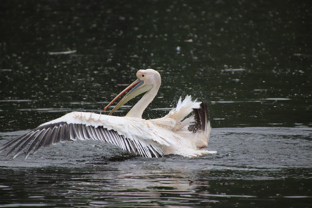 Pelican Bird Lake - Free photo on Pixabay - Pixabay