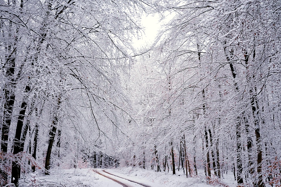 Drzewa Zima Śnieżny Zimowy - Darmowe zdjęcie na Pixabay