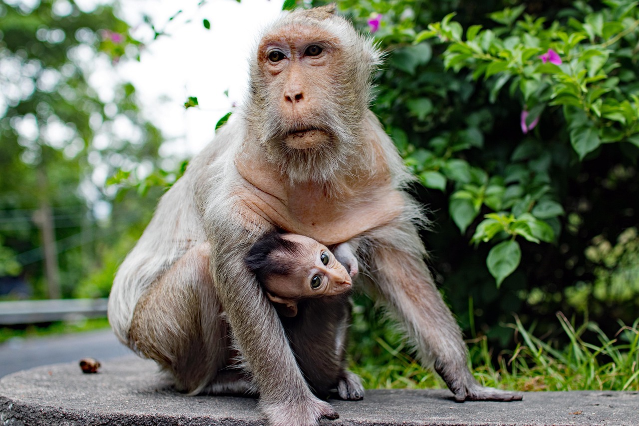 10,000+ Free Pattaya Thailand & Pattaya Images - Pixabay
