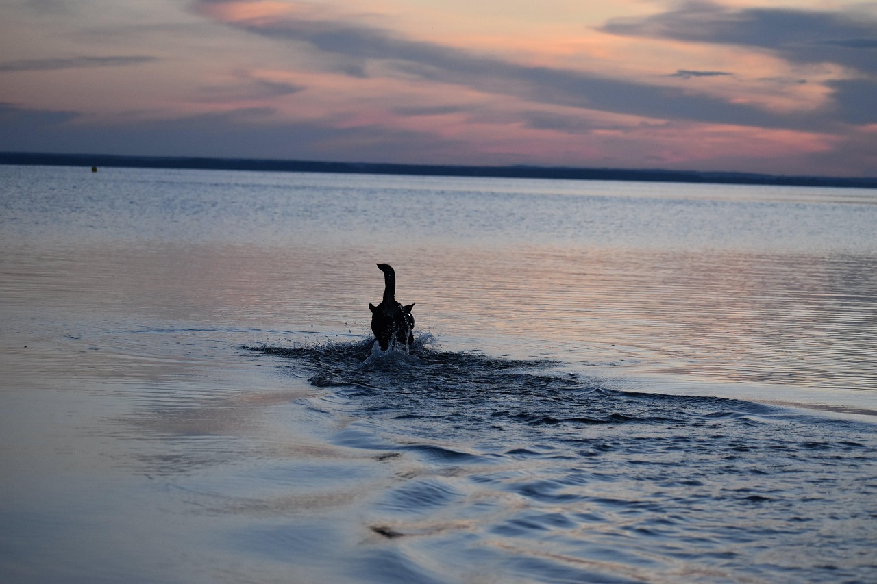 Cachorro Praia Mar Bicho De - Foto gratuita no Pixabay - Pixabay