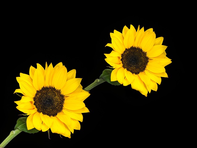 Bunch Of Flower Garden Flora - Free photo on Pixabay - Pixabay