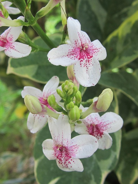 Bunch Of Flower Garden Flora - Free photo on Pixabay - Pixabay