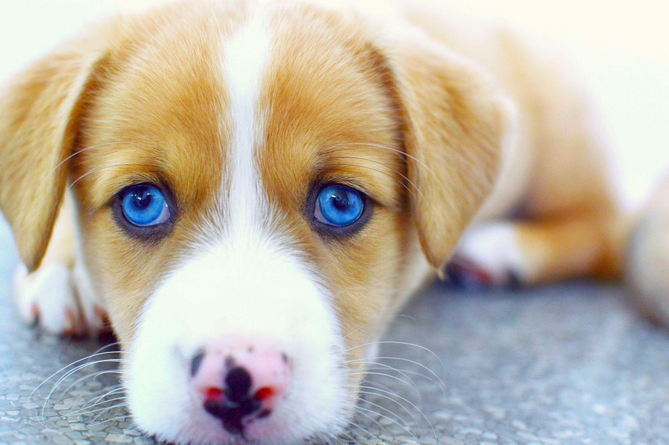 Animal Perro Mamífero - Foto gratis en Pixabay - Pixabay
