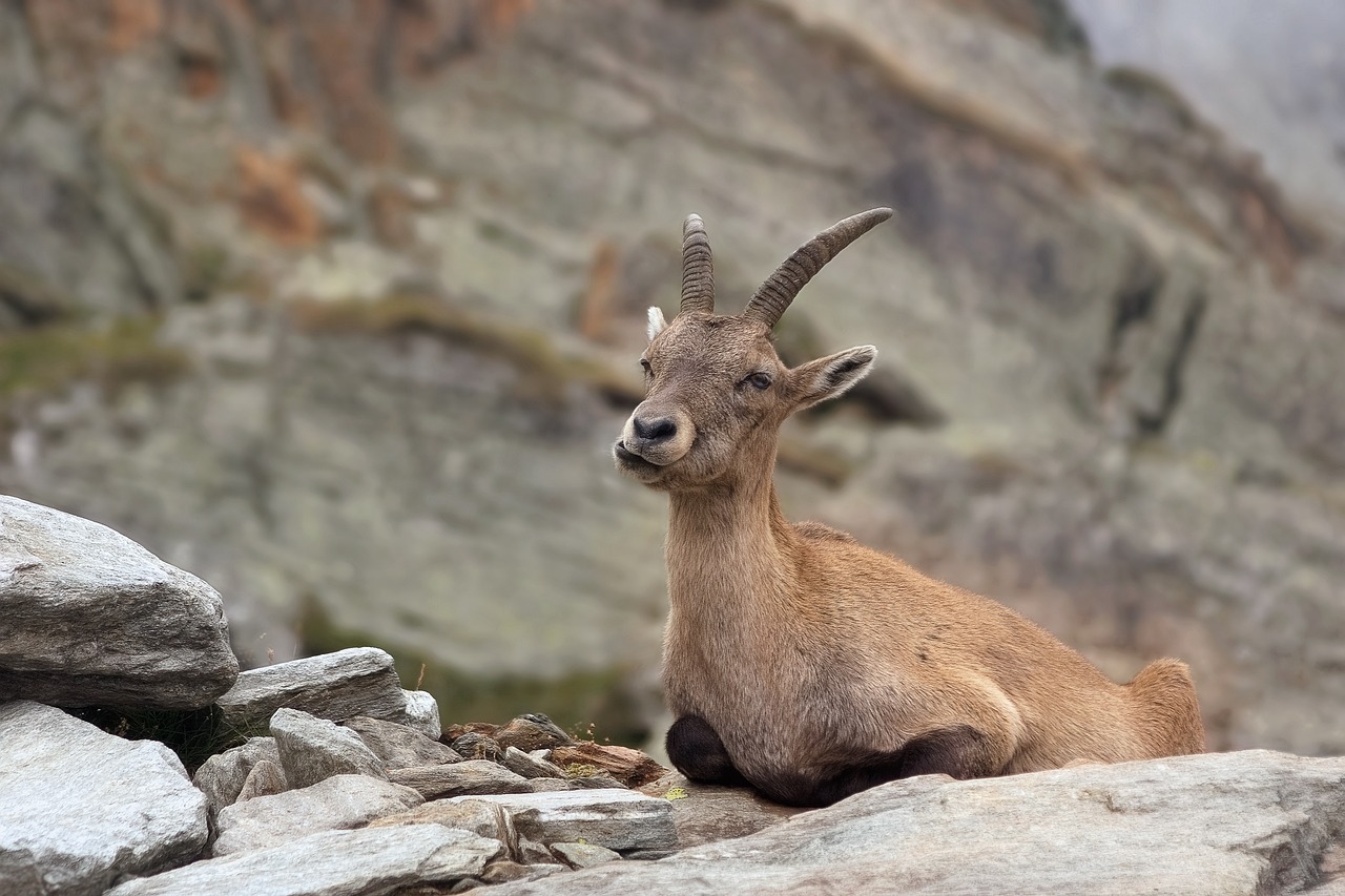 Capra Ibex bex Alpino F mea Foto Gratuita No Pixabay Pixabay Capra Ibex bex Alpino F mea Foto Gratuita No Pixabay Pixabay