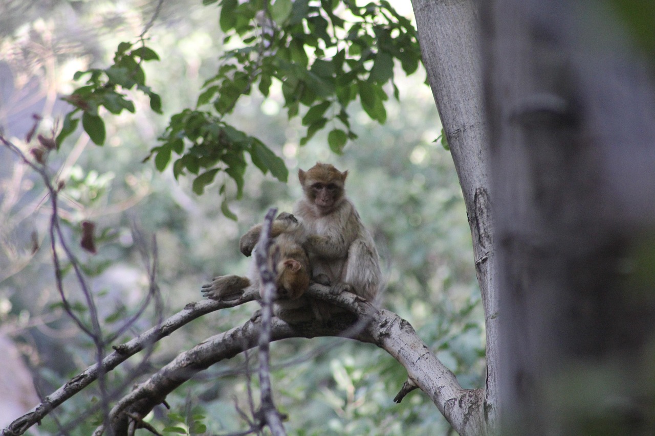 Singe Jungles Nature - Photo gratuite sur Pixabay - Pixabay