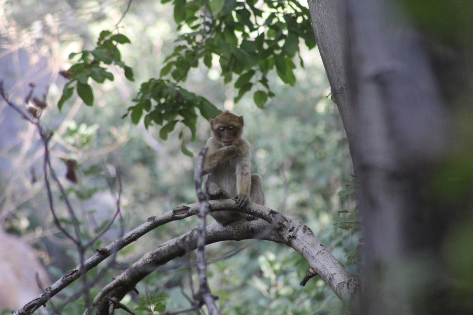 Singe Jungles Nature - Photo gratuite sur Pixabay - Pixabay