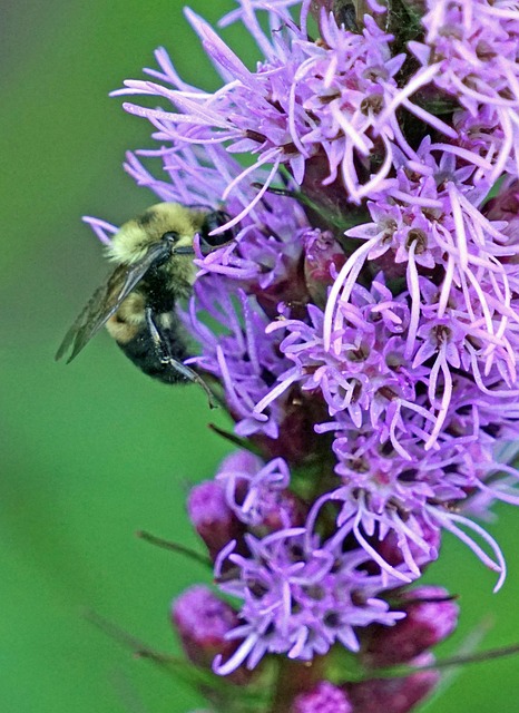 Biene Hummel Honigbiene - Kostenloses Foto auf Pixabay - Pixabay