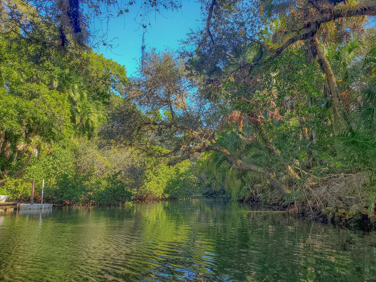 Estero River Florida Tropical - Free photo on Pixabay - Pixabay
