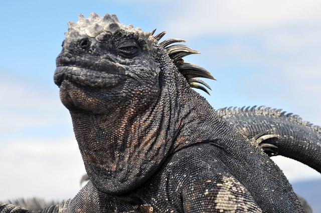Iguana Laut Galapagos Reptil - Foto gratis di Pixabay - Pixabay