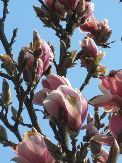 Bunga Magnolia Musim Semi Berbunga - Foto gratis di Pixabay - Pixabay