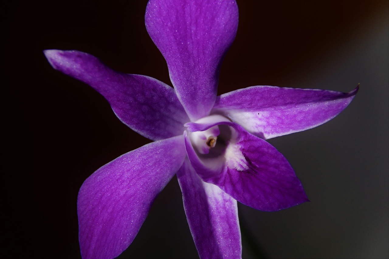 100+ Free Dendrobium Orchids & Dendrobium Images - Pixabay