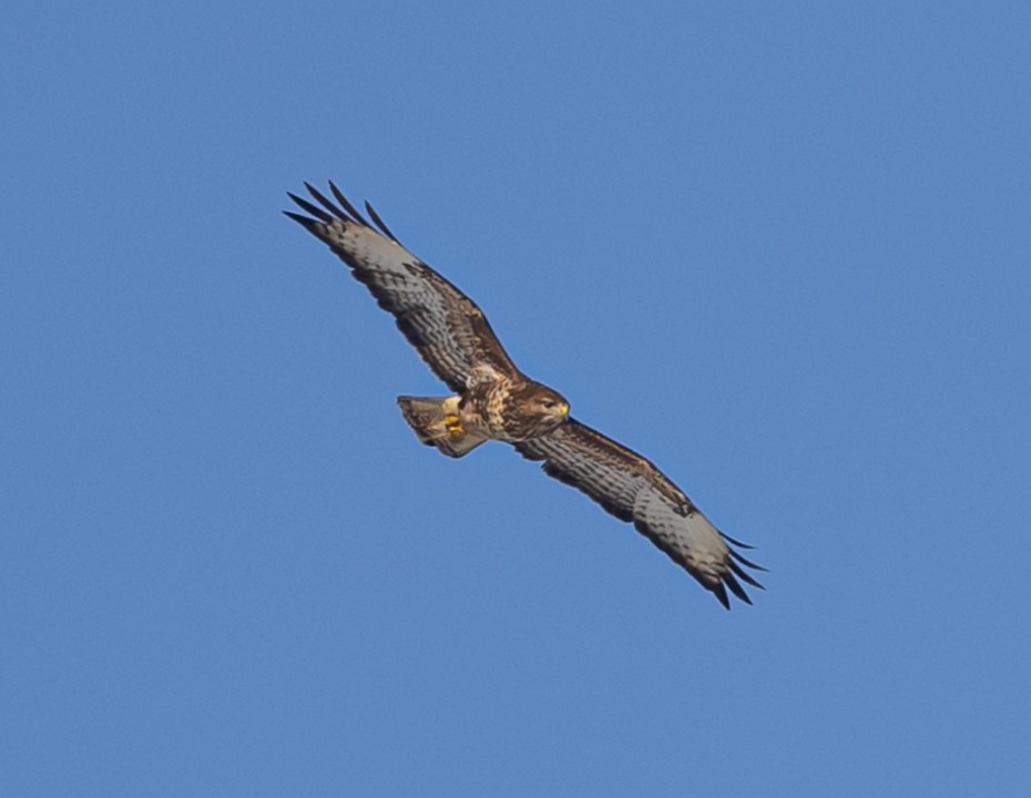 Buzzard Flying Soaring - Free photo on Pixabay - Pixabay