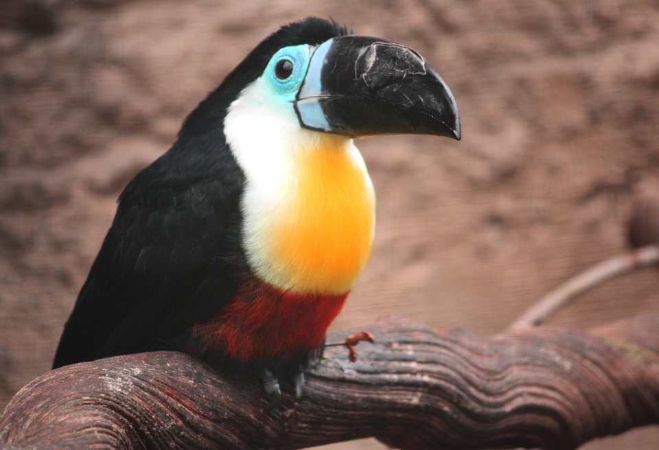 Bird Toucan Exotic - Free photo on Pixabay