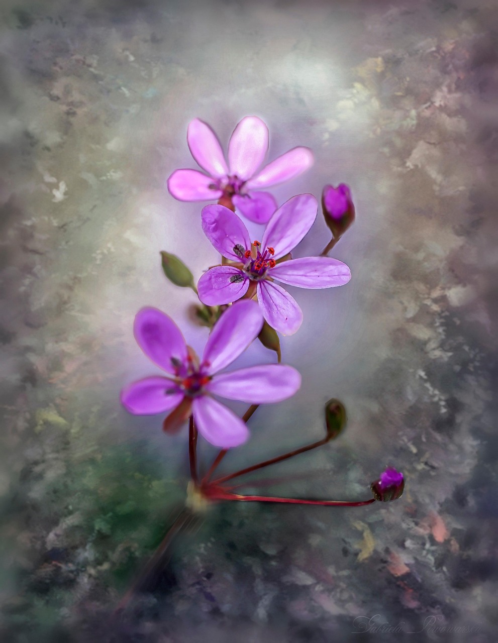Violet Flowers Buds - Free photo on Pixabay - Pixabay