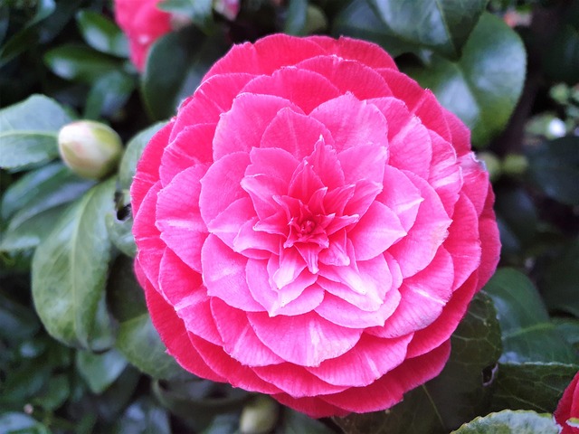 Bunga Kamelia Merah Jambu - Foto gratis di Pixabay - Pixabay